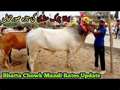 Bhatta Chowk Mandi Rates Update 1 July 2022 Desi Dajli Mix Janwar For