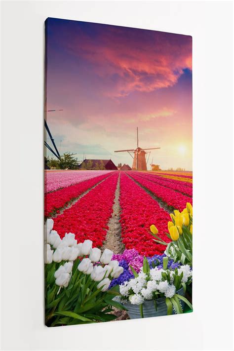 Obraz na płótnie HOMEPRINT pole tulipanów na holenderskiej farmie na