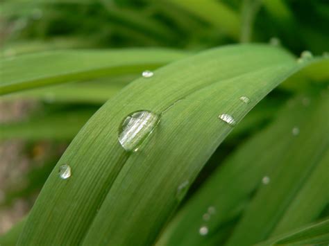 Fotos gratis agua naturaleza césped soltar Rocío hoja flor