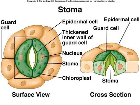 Diagram Of A Guard Cell