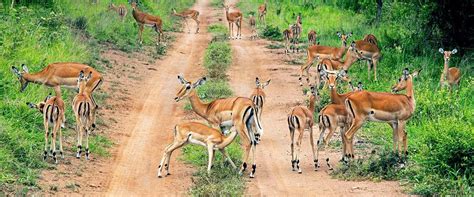 3 Days Akagera National Park Wildlife Safari Roots Tours Travel