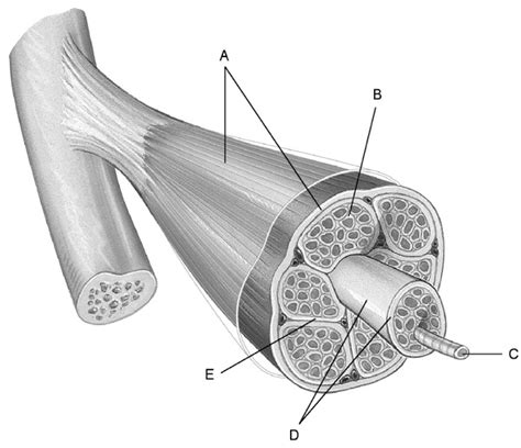 Label Muscle Fiber Diagram Quizlet