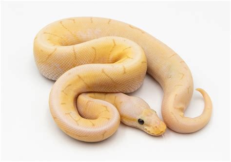 Python Royal Python Regius Banana Spinner Blast