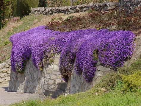 Quelles Plantes Vivaces Rustiques En Plein Soleil Sans Arrosage Choisir