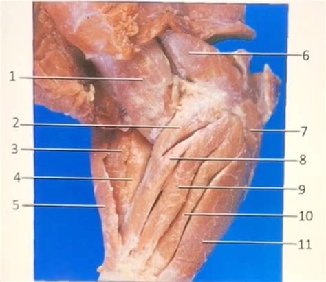 Anatomy Mink Medial Inside Forearm Muscles Flashcards Quizlet