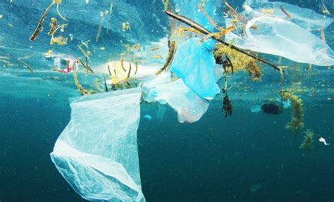Batteri E Malattie Invasive A Causa Della Plastica Nel Mare Il Blog