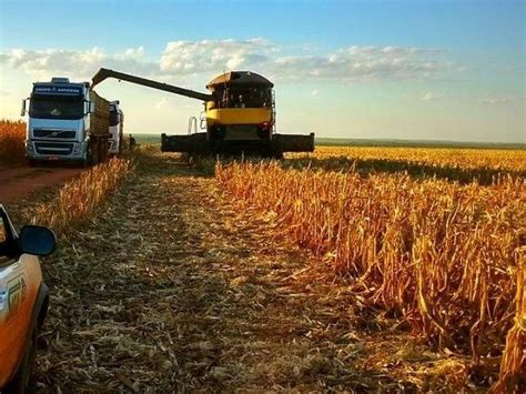 Colheita do milho avança em Mato Grosso do Sul e chega a 53 3