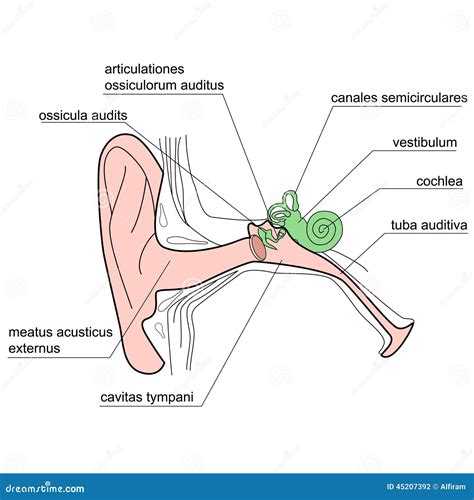 The Internal Structure Of The Human Ear Stock Vector Image 45207392