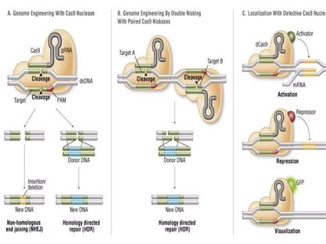 Crispr Cas PPT