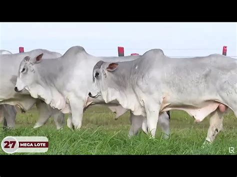 Lote 27 5 Touros Nelore P O LEILÃO VIRTUAL NELORE CEIA erural