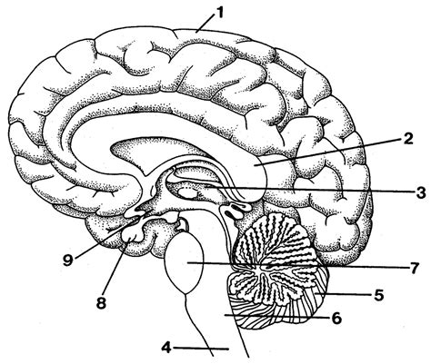 Psychology Brain Diagrams 1 Diagram Quizlet