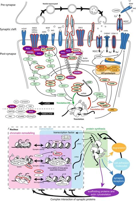 Fig 4 Examples Of The Biological Pathways A Time For
