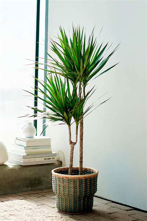 Dracaena Marginata Indoor Plants Plantshop Me