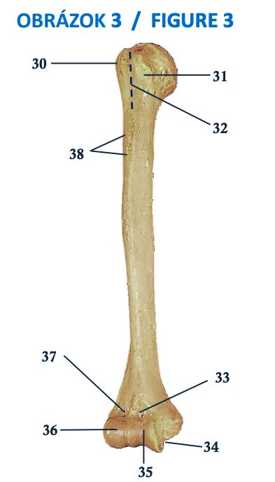 Humerus Anterior View Diagram Quizlet