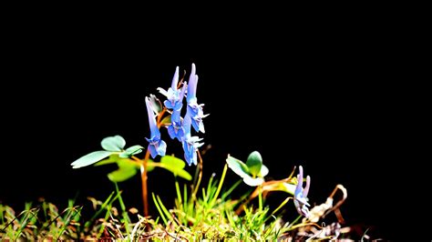 Flores Azules Primavera Foto Gratis En Pixabay Pixabay