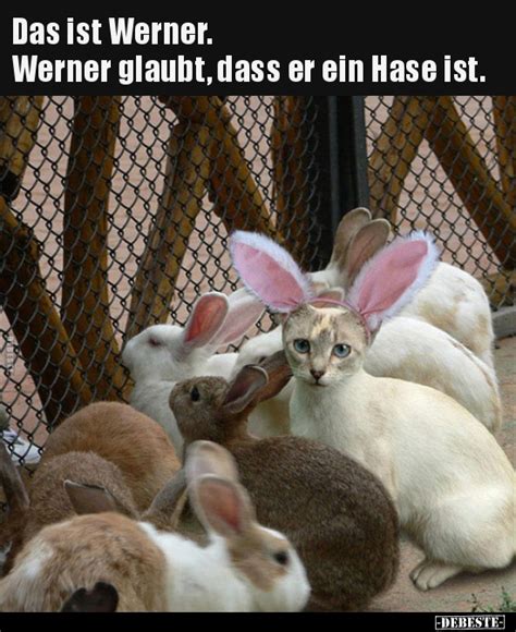 Das Ist Werner Werner Glaubt Dass Er Ein Hase Ist Lustige Bilder