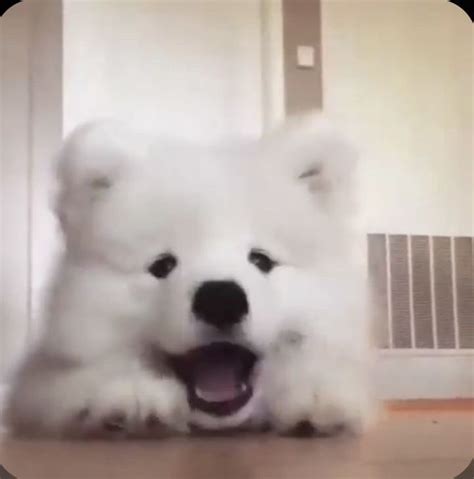 มอนอ apo ๒๕๖๖ on Twitter RT bearymilepo สวสดเจาซามอย ซา