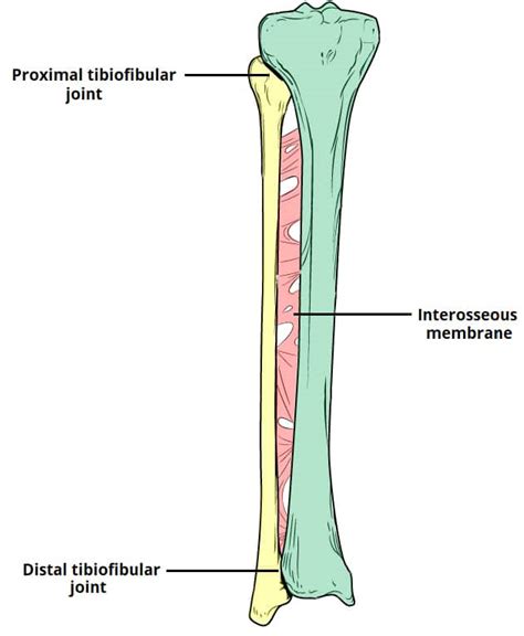 Tibia And Fibula Posterior View
