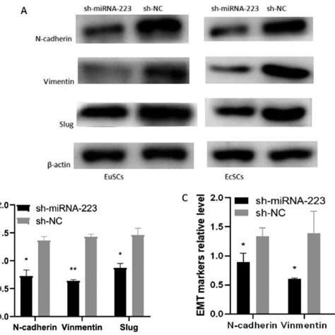 Upregulation Of MiRNA 223 Inhibits Cell Migration Wound Healing Assay