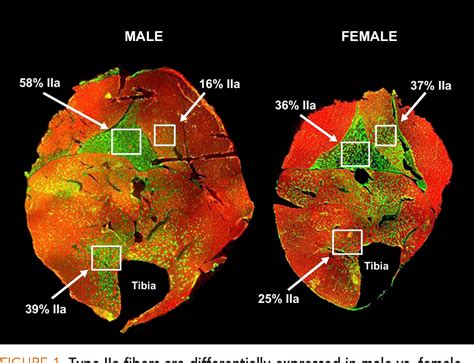 [pdf] sex based differences in skeletal muscle kinetics and fiber type composition semantic
