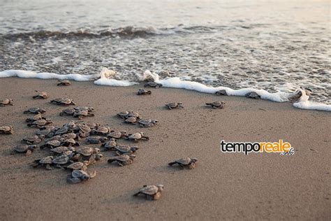 Gaeta Caretta Caretta Il Comune Aderisce Al Progetto Dal Titolo