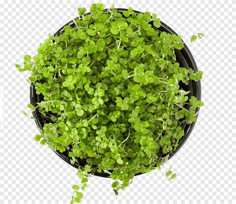 Potted Top View Potted Green Png PNGEgg