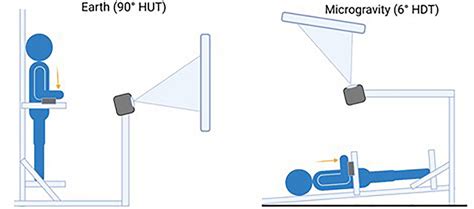 frontiers the influence of altered gravity on bimanual coordination retention and transfer