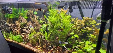 Photo Gal Planted Otto Peppered Cory Cat Guppy