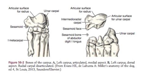 Chapter 56 Carpus Metacarpus And Digits Flashcards Quizlet