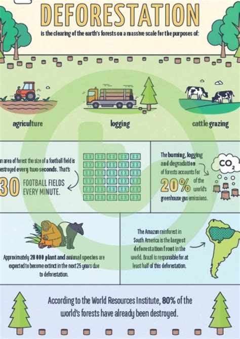 Deforestation Infographic Poster Teaching Resource Infographic Poster