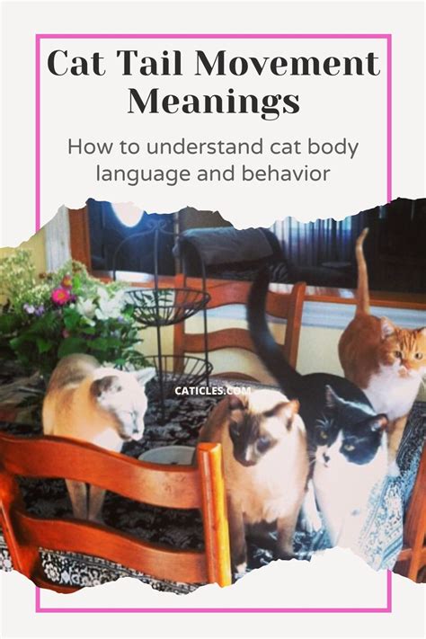 Cat Body Language Meaning Tails