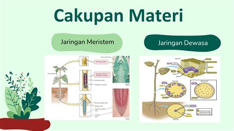 Ppt Jaringan Tumbuhan Homecare24