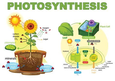 Wall Poster Educational Learning Photosynthesis Diagram Graphic Science
