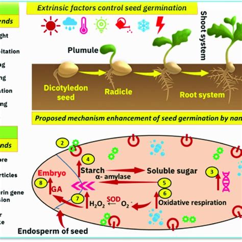 A The Factors That Control Seed Germination B Suggested