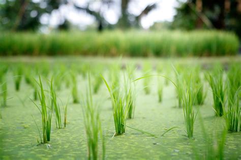 Free Images Tree Water Nature Plant Lawn Meadow Sunlight Leaf