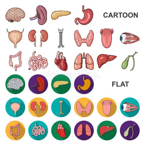 órgãos Na Faixa Do Corpo Humano Ilustração do Vetor Ilustração de