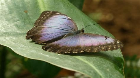 Schmetterling Edelfalter Falter Kostenloses Foto Auf Pixabay Pixabay
