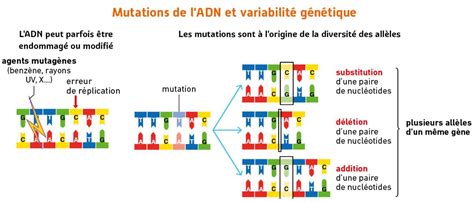 Mutation Silencieuse