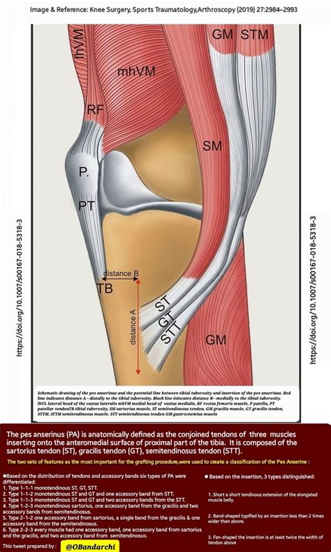 Dr OMID BANDARCHI M D On Twitter Pes Anserinus PA Conjoined