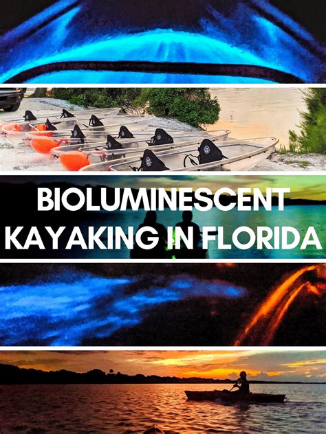 Bioluminescent Kayaking Florida S Best Kept Odd Thrilling Magical Secret
