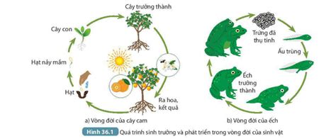 Lý thuyết khái quát về sinh trưởng và phát triển ở sinh vật Khoa học