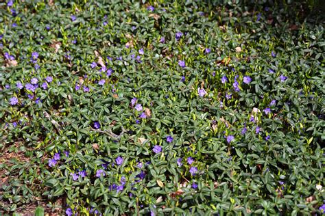 22 Ground Cover Plants Purple RoarkRosario