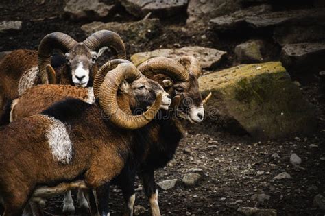 Portrait Of Three Mouflons Ovis Orientalis Musimon Together In A