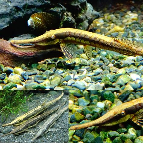 Aquarium Central Catfish Whiptail Farowella Whiptail Catfish