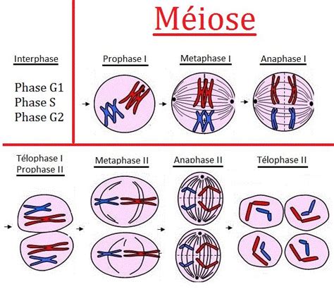 Diff Rence Entre Mitose Et M Iose Medical School Essentials Medical