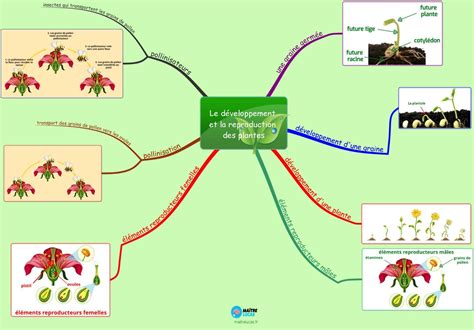 D Veloppement Et Reproduction Des Plantes Cm Cm Ma Tre Lucas