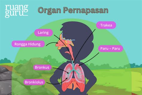 Mengenal 6 Organ Sistem Pernapasan Manusia Biologi Kelas 8 Belajar