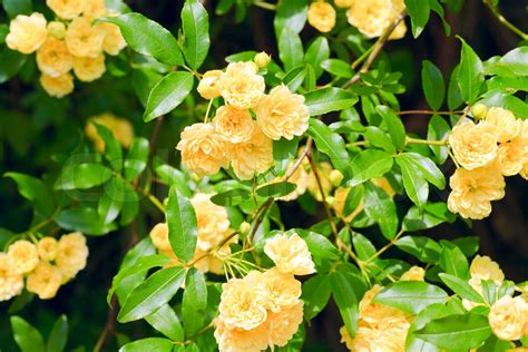 Smukke For R Busk Med Gule Blomster Makro Stock Foto Colourbox
