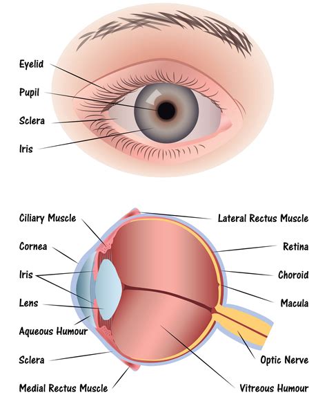Eye Diagram Labelled Eye Anatomy Human Parts Outside Pinguec
