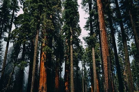 Sequoia National Park 4K Wallpapers Top Free Sequoia National Park 4K